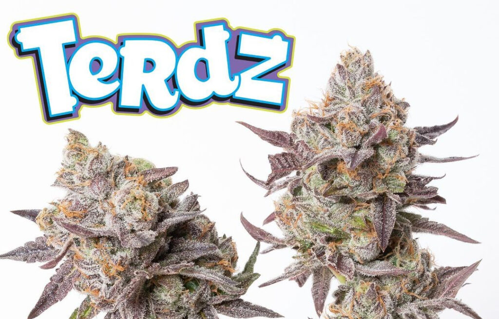 Clout King Drops Terdz: The Best Cannabis in Michigan - Pleasantrees ...